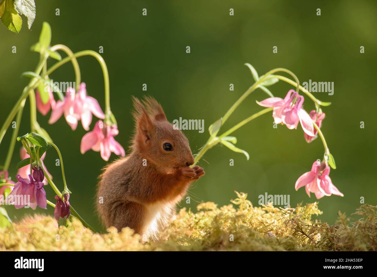 Young red squirrel is standing with columbine flowers hi-res stock ...