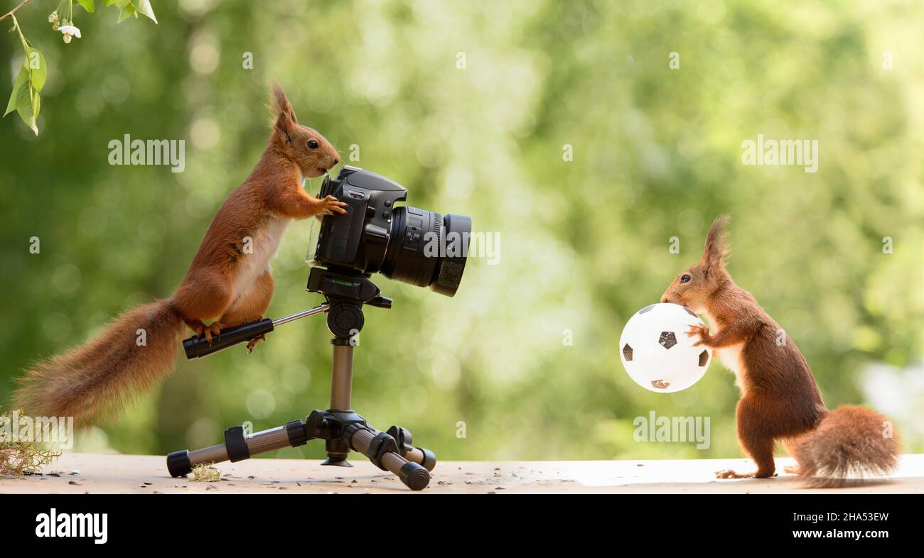 red squirrel is holding a camera and one a ball Stock Photo - Alamy