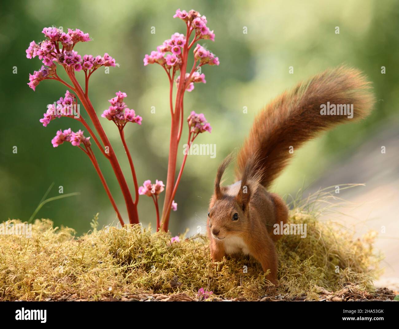 red squirrel is looking at viewer standing with bergenia flowers Stock ...
