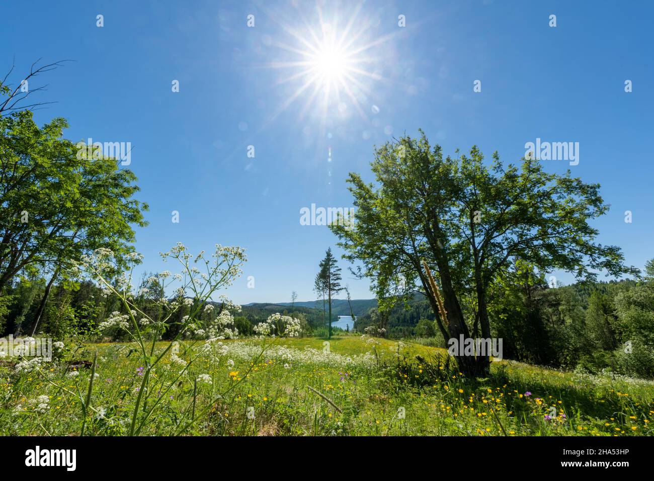 Wild flowers trees hi-res stock photography and images - Alamy