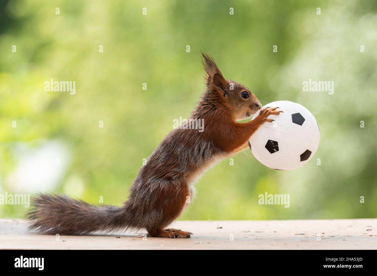 red squirrel is holding a soccer ball Stock Photo - Alamy