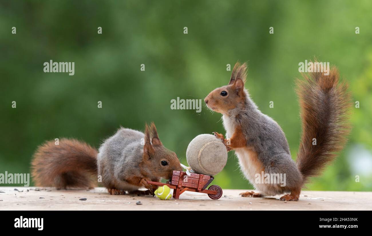 Red squirrels are standing with tennis tools on an wheelbarrow hi-res ...