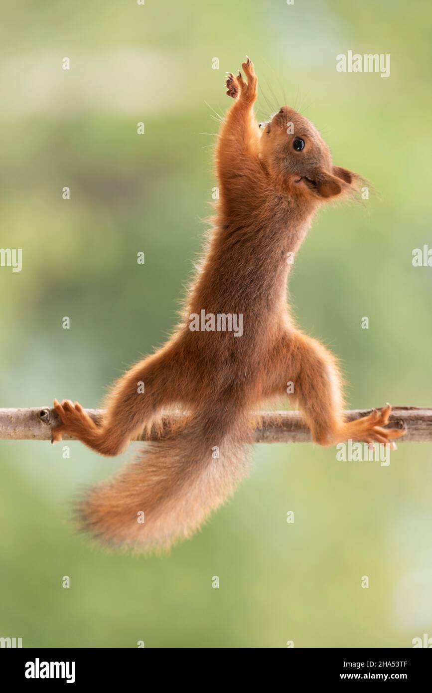 red squirrel is reaching up from a branch Stock Photo - Alamy
