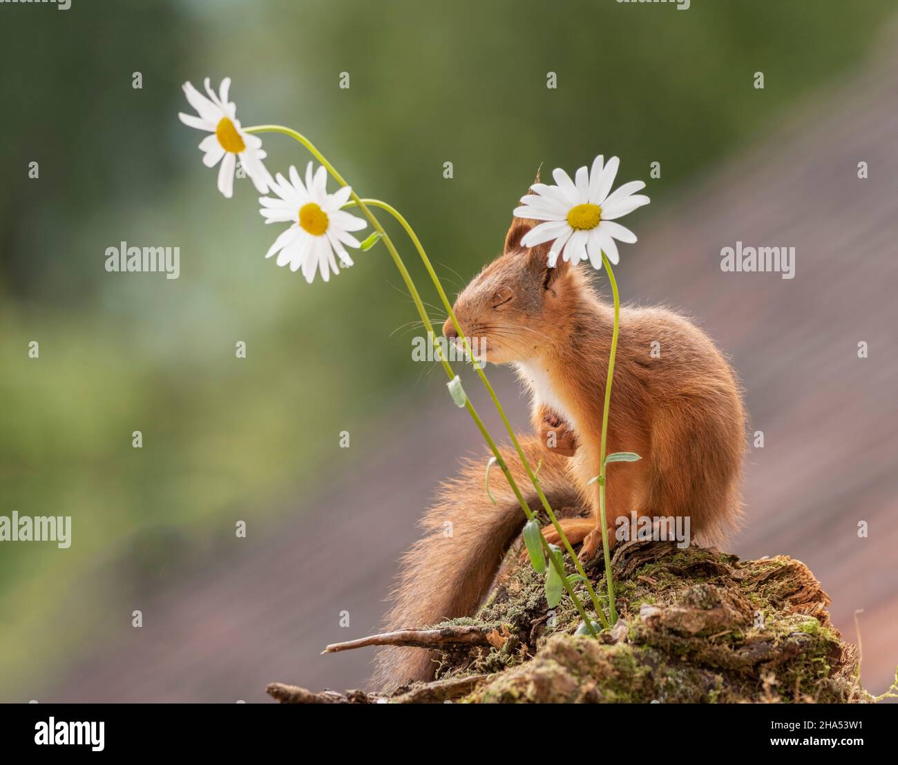 Young red squirrel is standing with daisy flowers hi-res stock ...