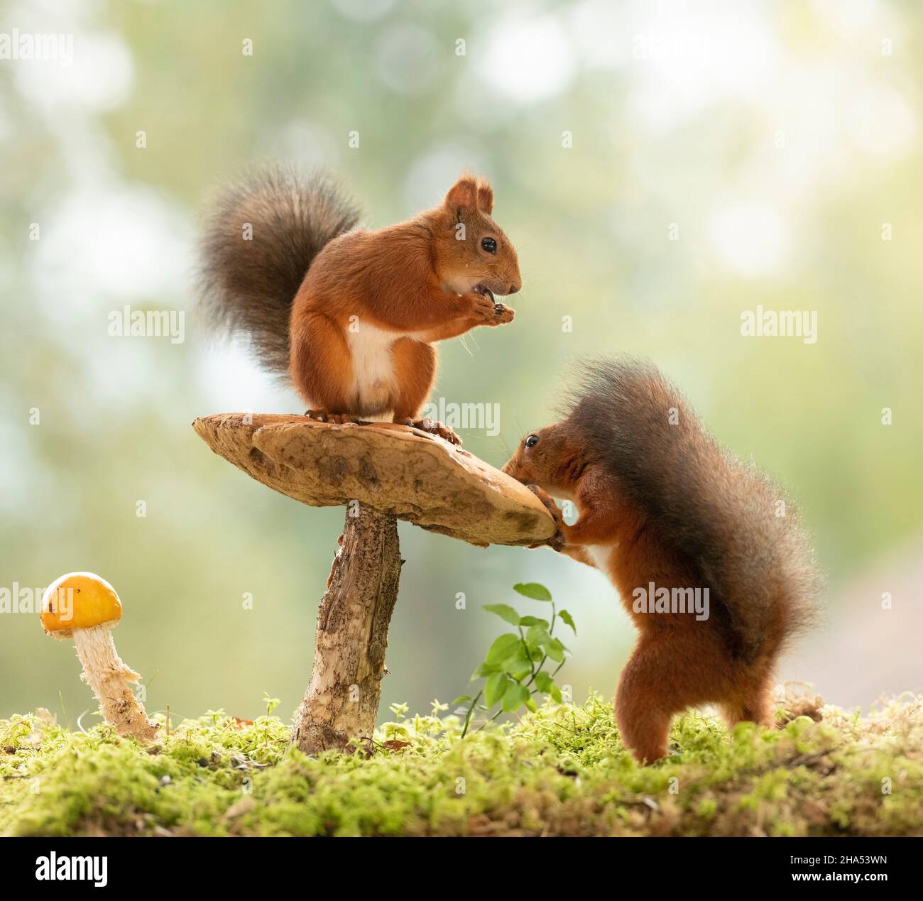 Red squirrels with a mushroom hi-res stock photography and images - Alamy