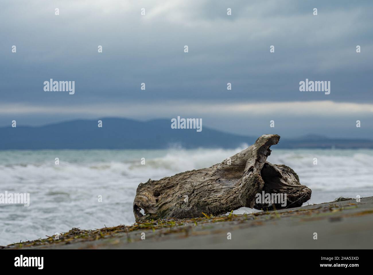 Timber on the sandy beach of the ocean on a cloudy day Stock Photo - Alamy