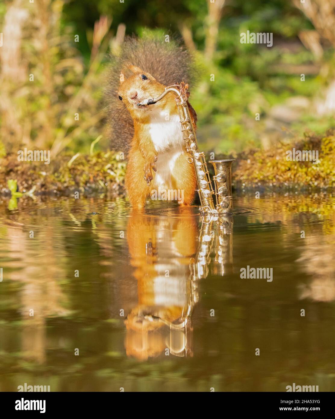 Saxophone in hi-res stock photography and images - Alamy