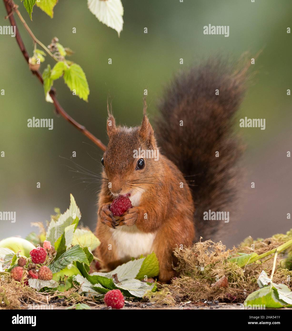 red squirrel is eating an raspberry Stock Photo - Alamy