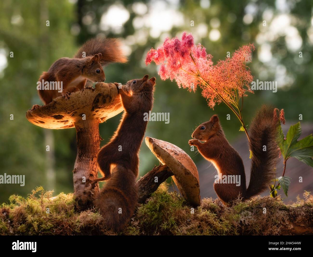 red squirrels are standing on mushrooms Stock Photo - Alamy