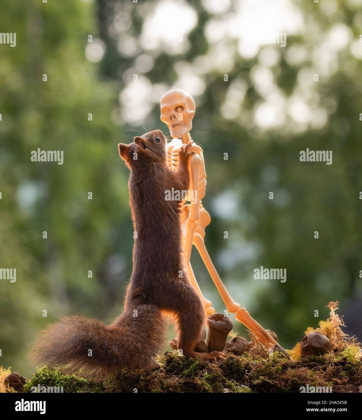 Red squirrel skeleton hi-res stock photography and images - Alamy