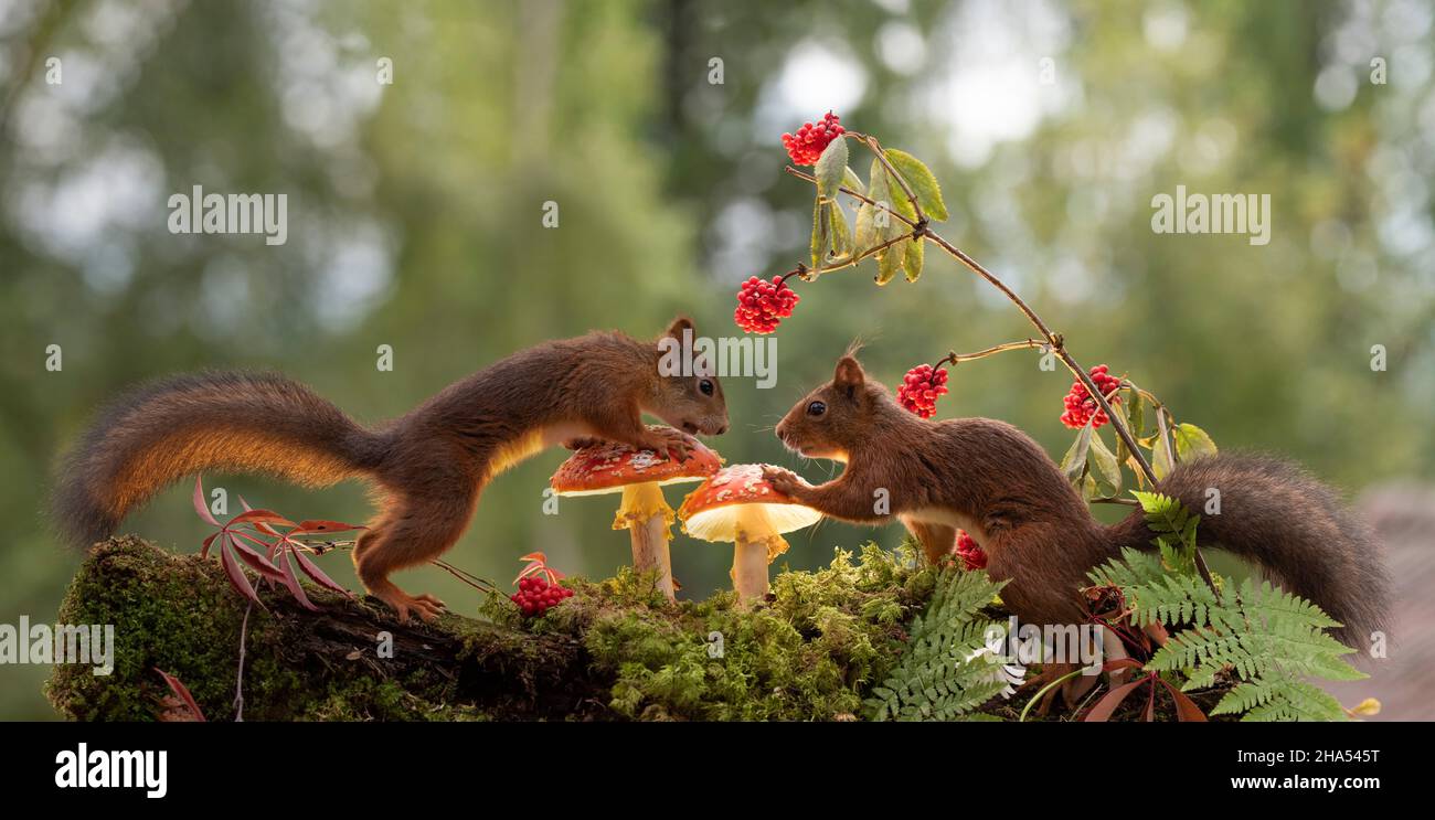 red squirrels are standing on an mushroom is looking at each other ...