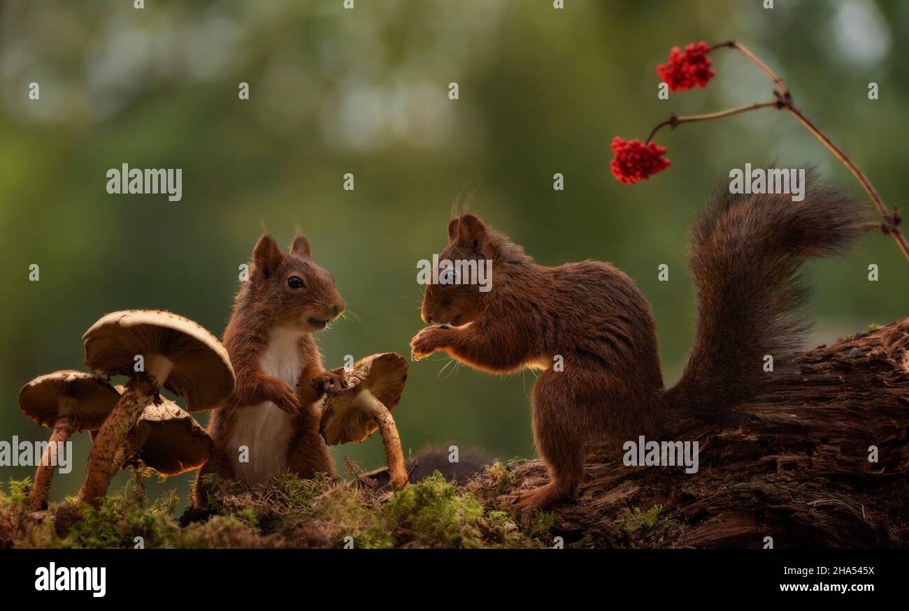 red squirrels are standing with mushrooms in the dark Stock Photo - Alamy