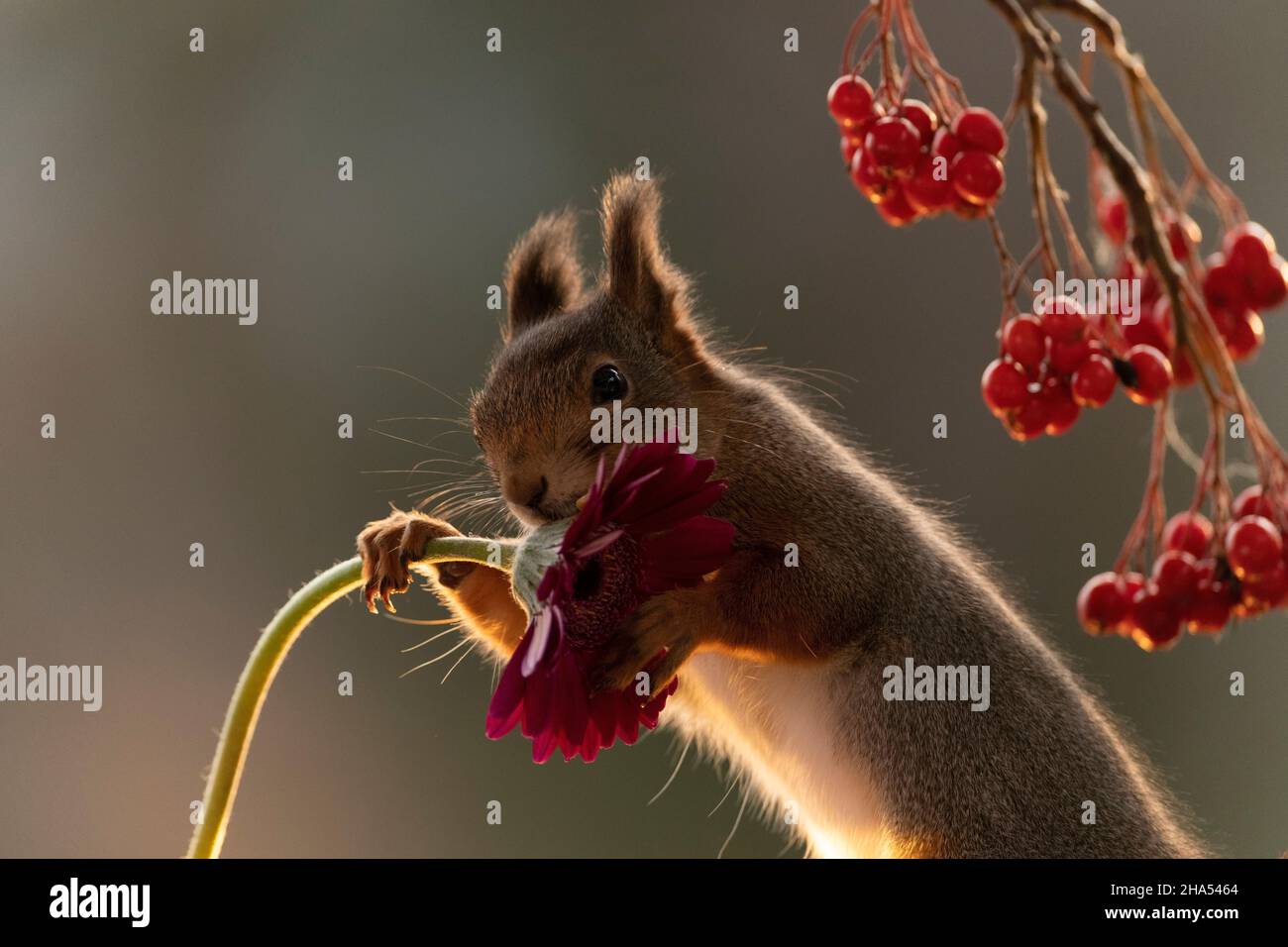 Holding daisy hi-res stock photography and images - Alamy