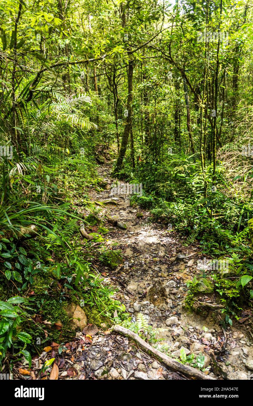 Hiking trail in a forest of Kinabalu Park, Sabah, Malaysia Stock Photo ...