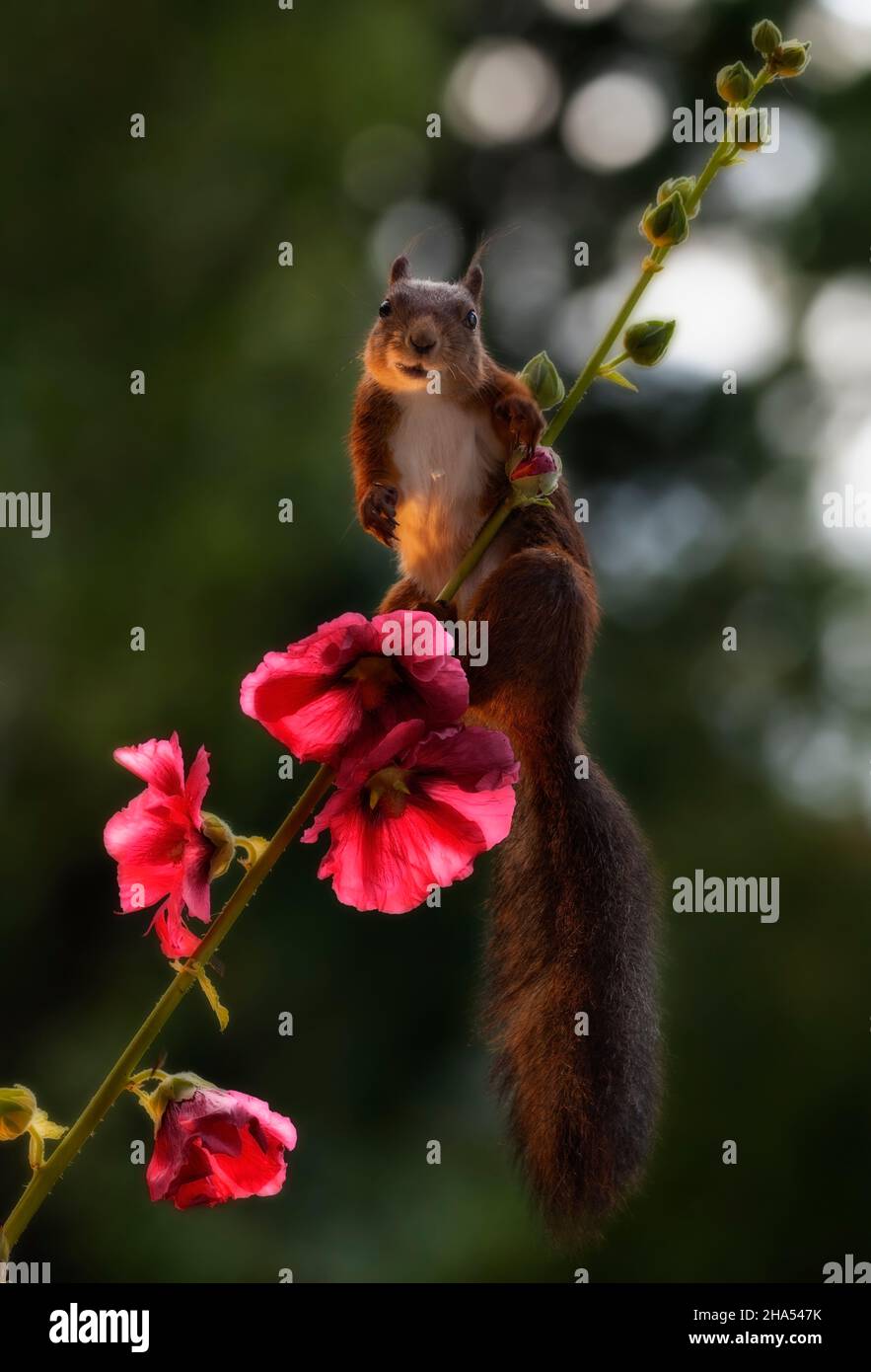 red squirrel is standing in flower branches of red hollyhock in the ...