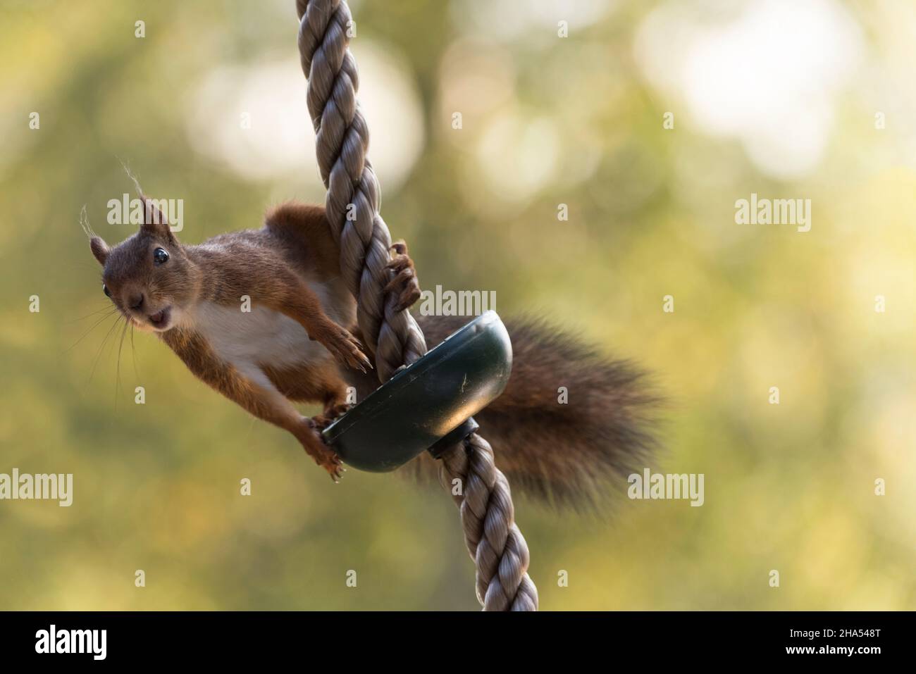 red squirrel is holding on to a rope Stock Photo - Alamy