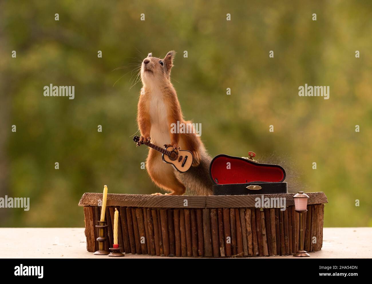 red squirrel is playing on a guitar Stock Photo - Alamy