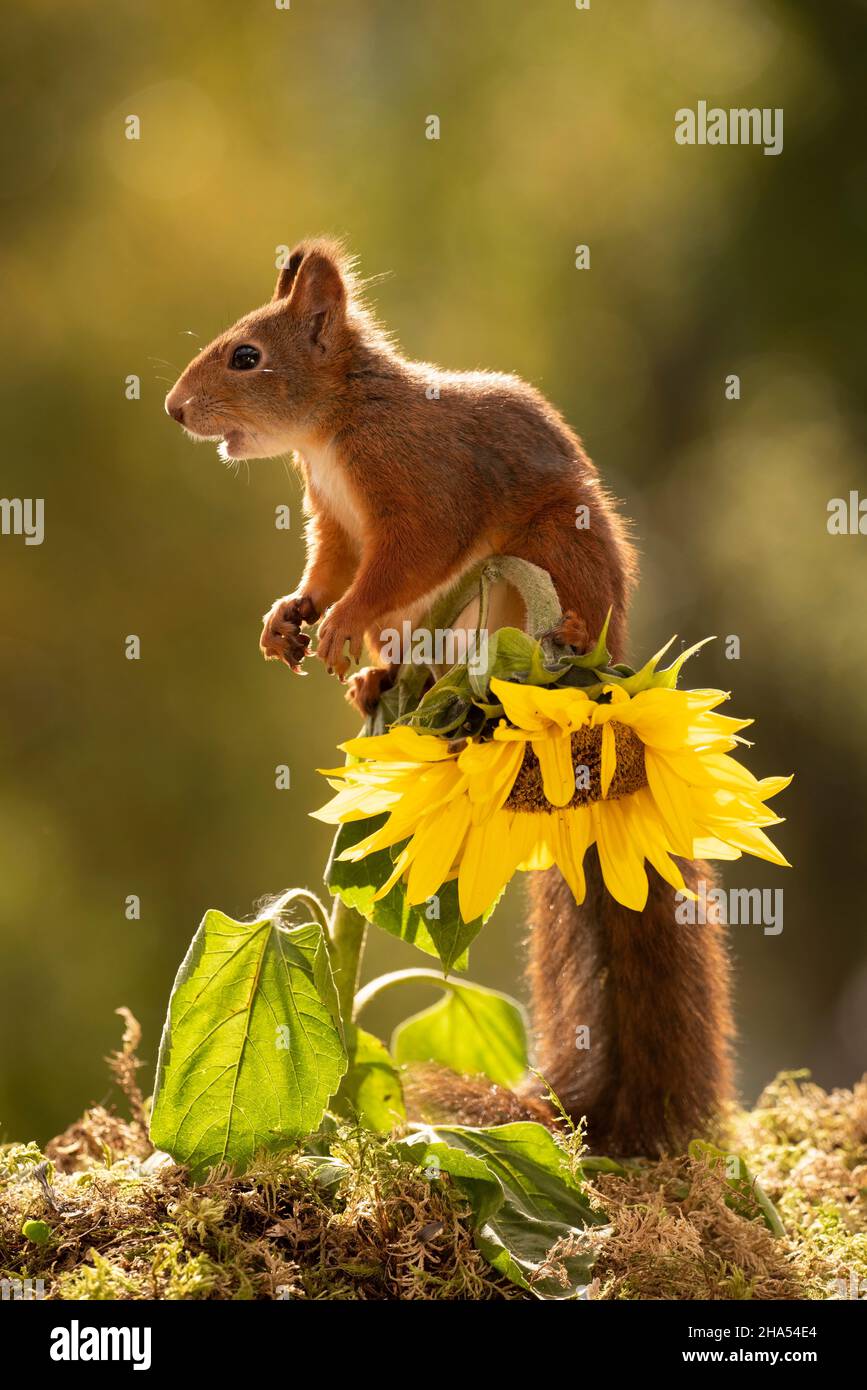 Red squirrel is standing on a sunflower hi-res stock photography and ...