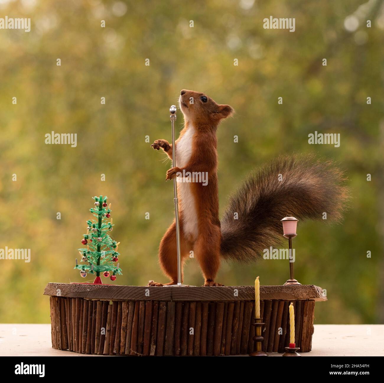 Singing Squirrel