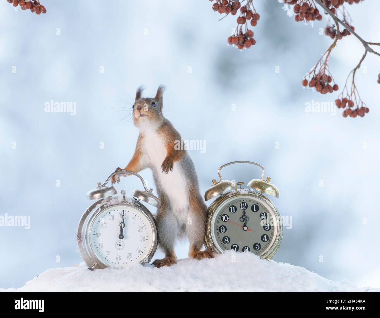 red squirrel is standing with clocks with the time at twelve Stock Photo - Alamy