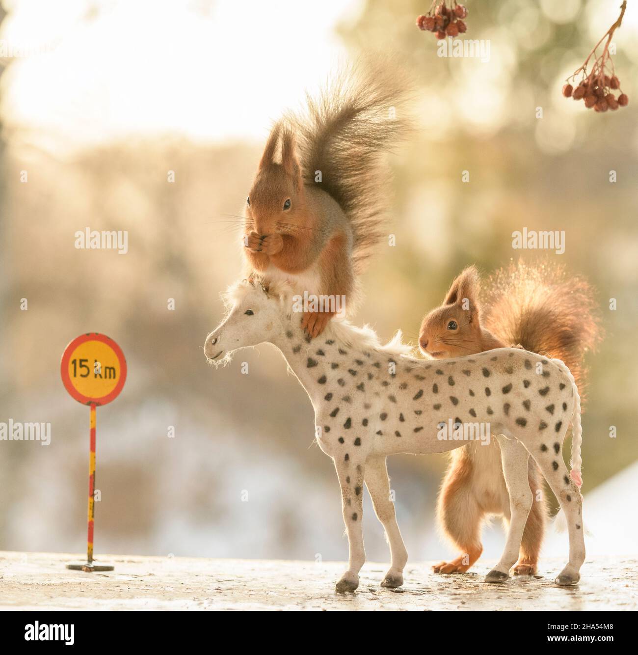 red squirrel is sitting on a horse with a sign Stock Photo - Alamy