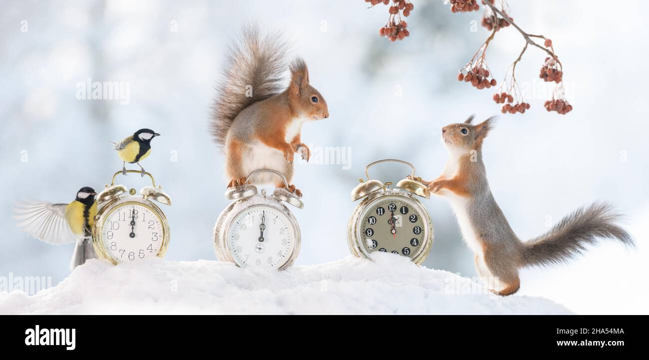 red squirrel and great tit are standing with clocks with the time at twelve Stock Photo - Alamy