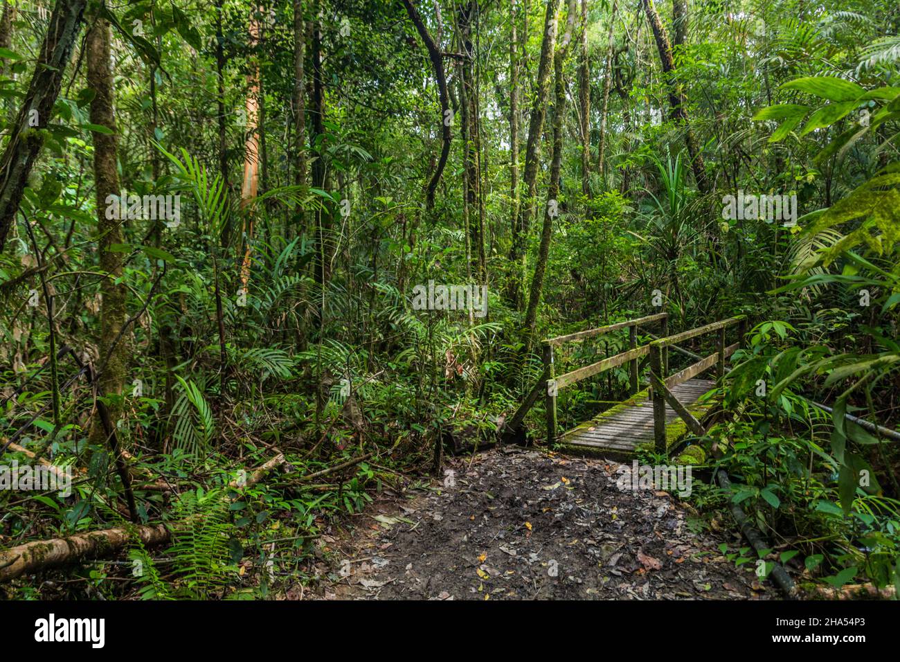 Hiking trail and a wooden bridge in a forest of Kinabalu Park, Sabah ...