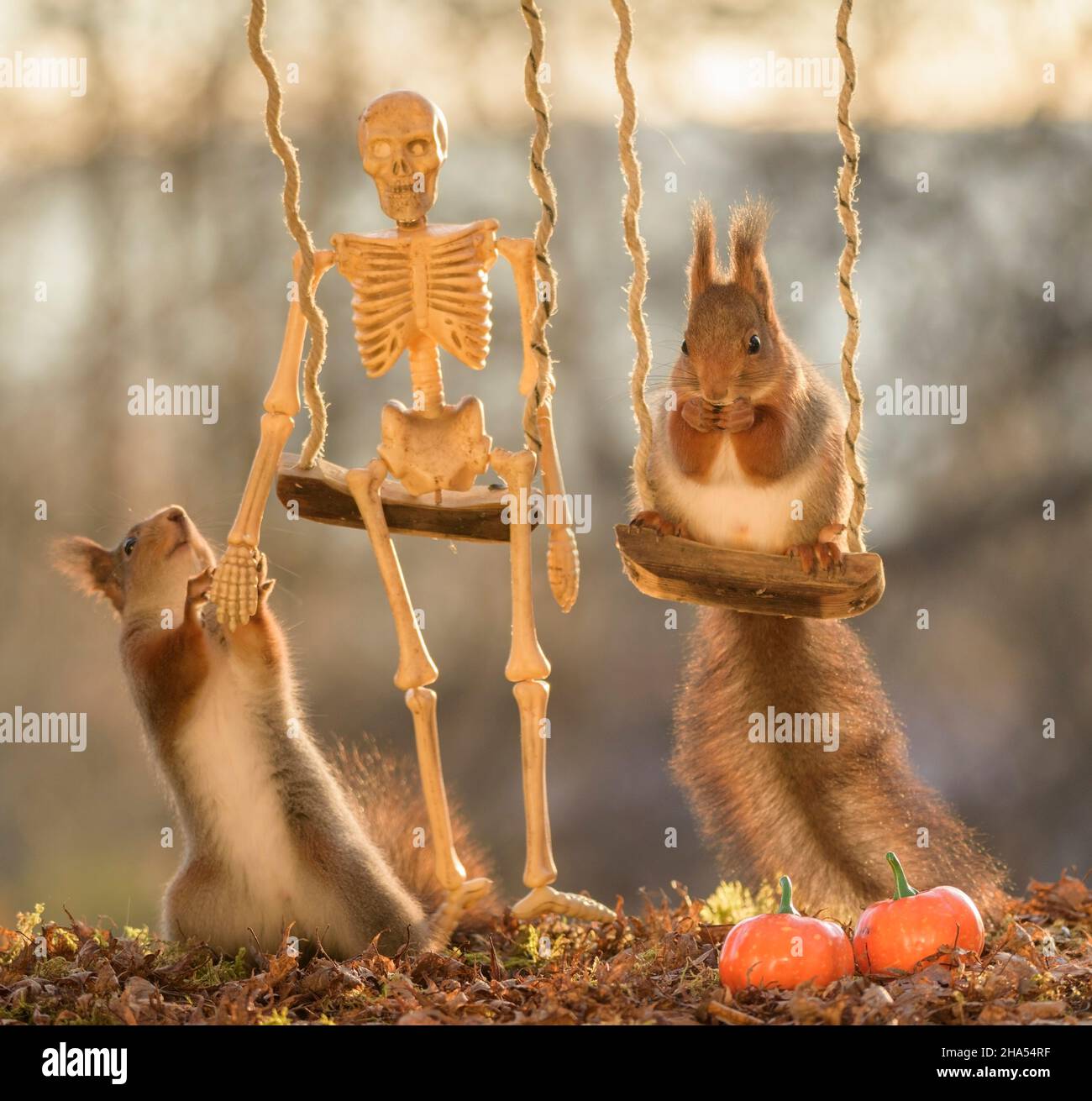 red squirrels and an skeleton on a swing Stock Photo - Alamy
