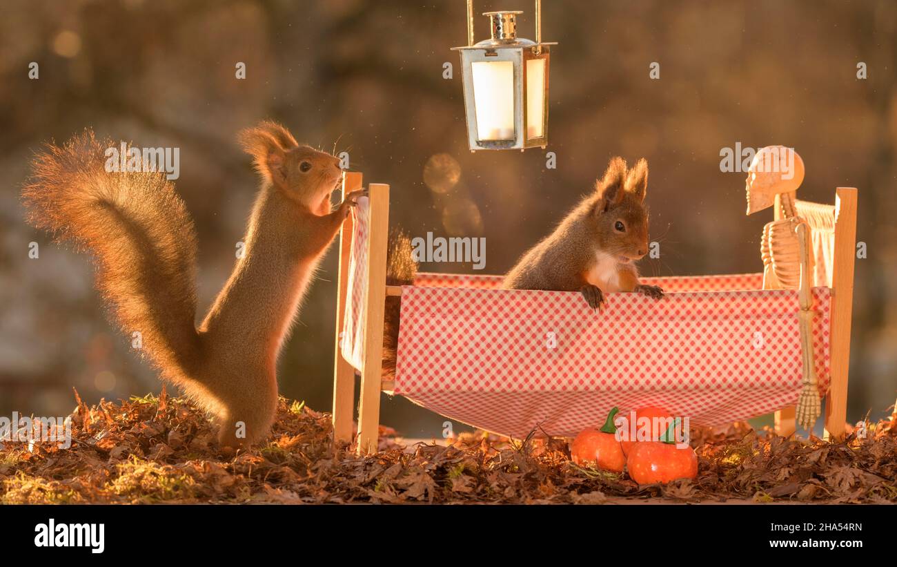 Red squirrel skeleton hi-res stock photography and images - Alamy