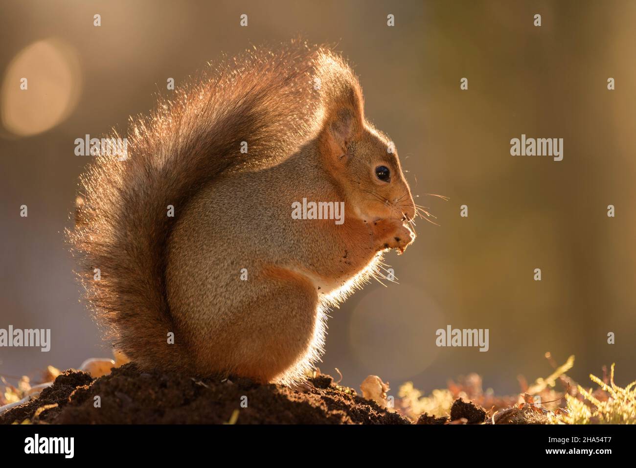 Red Squirrel Is Standing On Earth High Resolution Stock Photography and ...