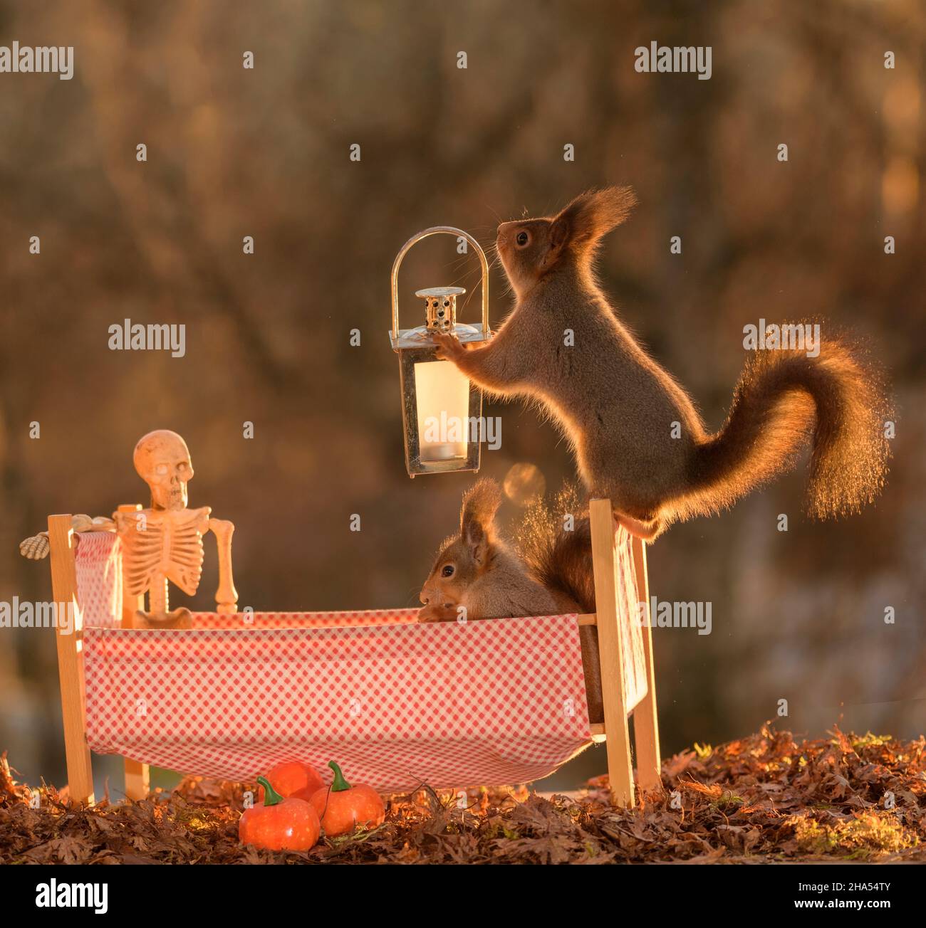 red squirrels with a skeleton in a bed Stock Photo - Alamy