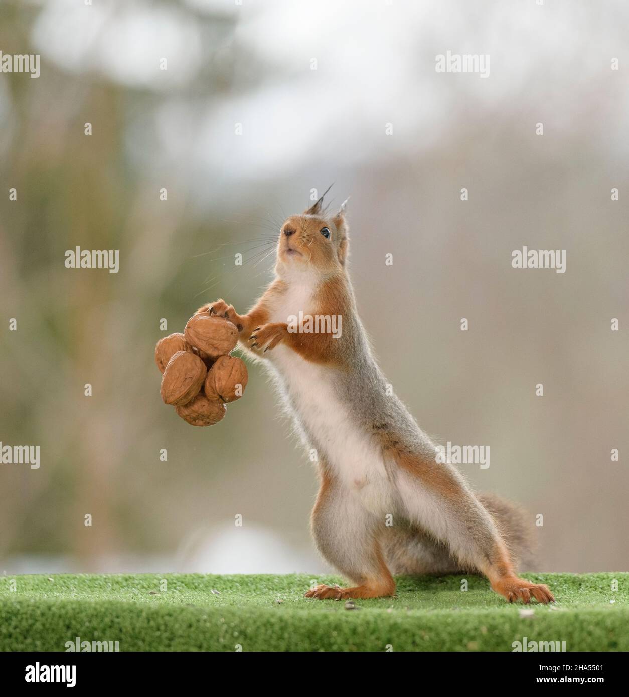 red squirrels is holding walnuts Stock Photo - Alamy