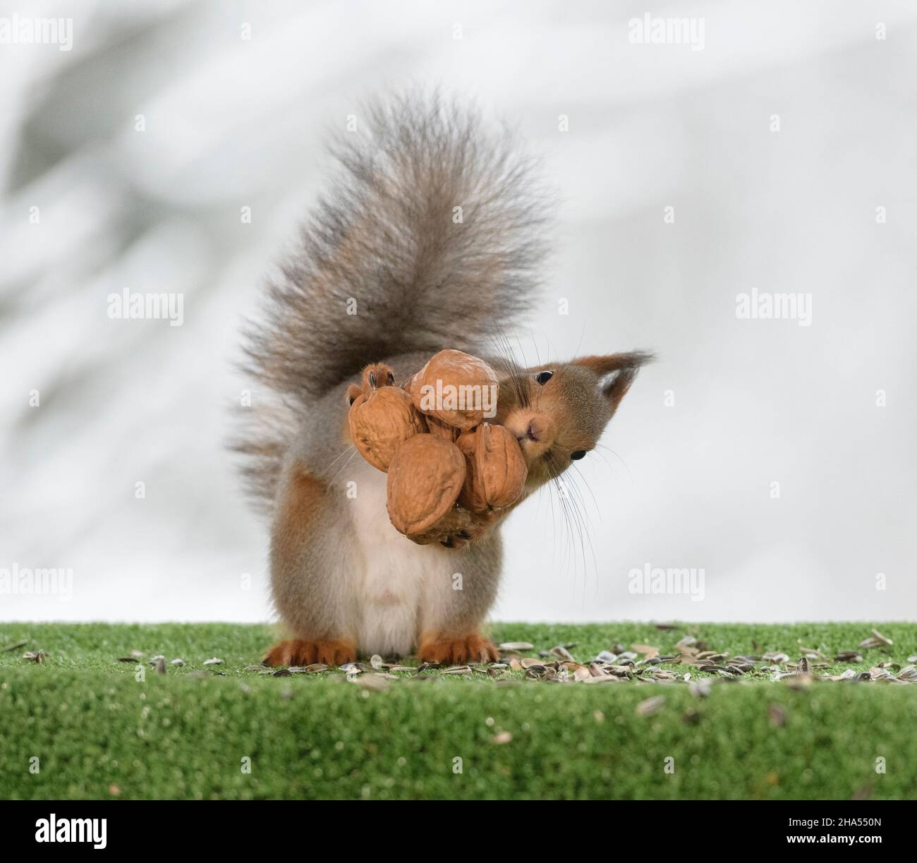 Red squirrels is holding walnuts in hands hi-res stock photography and ...