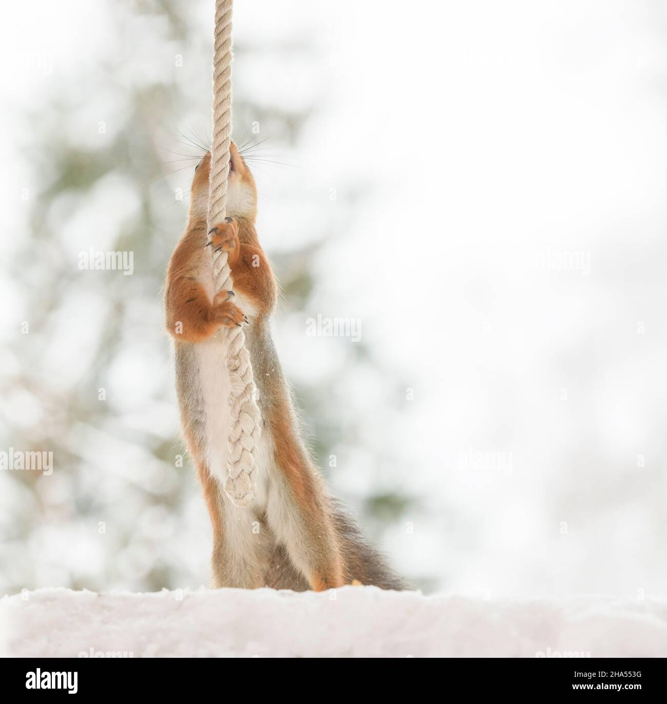 Red squirrel is holding a rope in snow hi-res stock photography and ...
