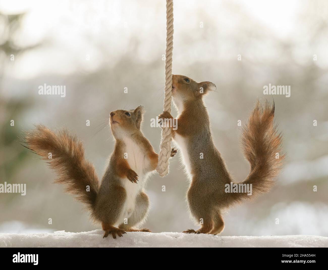 Red squirrel is holding a rope in snow hi-res stock photography and ...