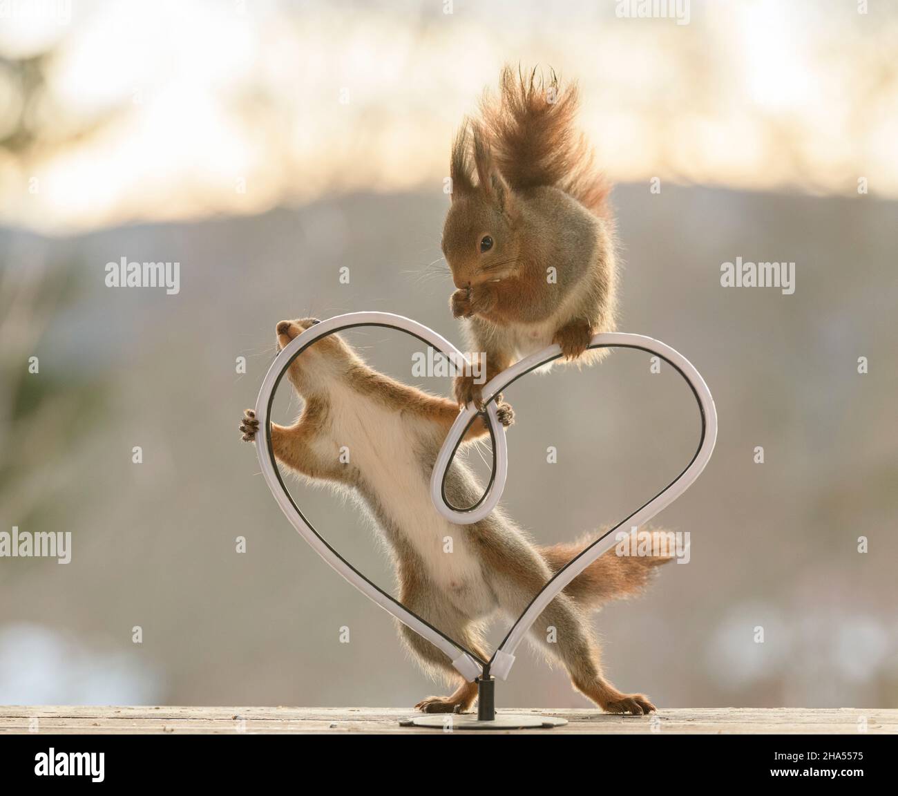 red squirrel are standing on a heart Stock Photo - Alamy