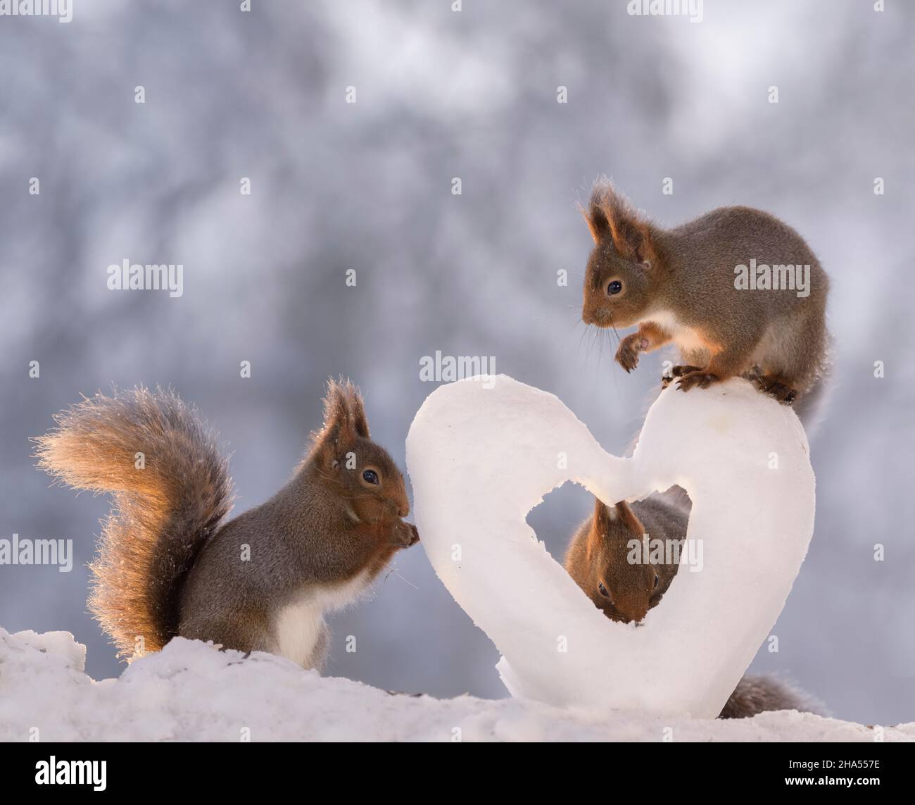 red squirrels are standing with an snow heart Stock Photo - Alamy