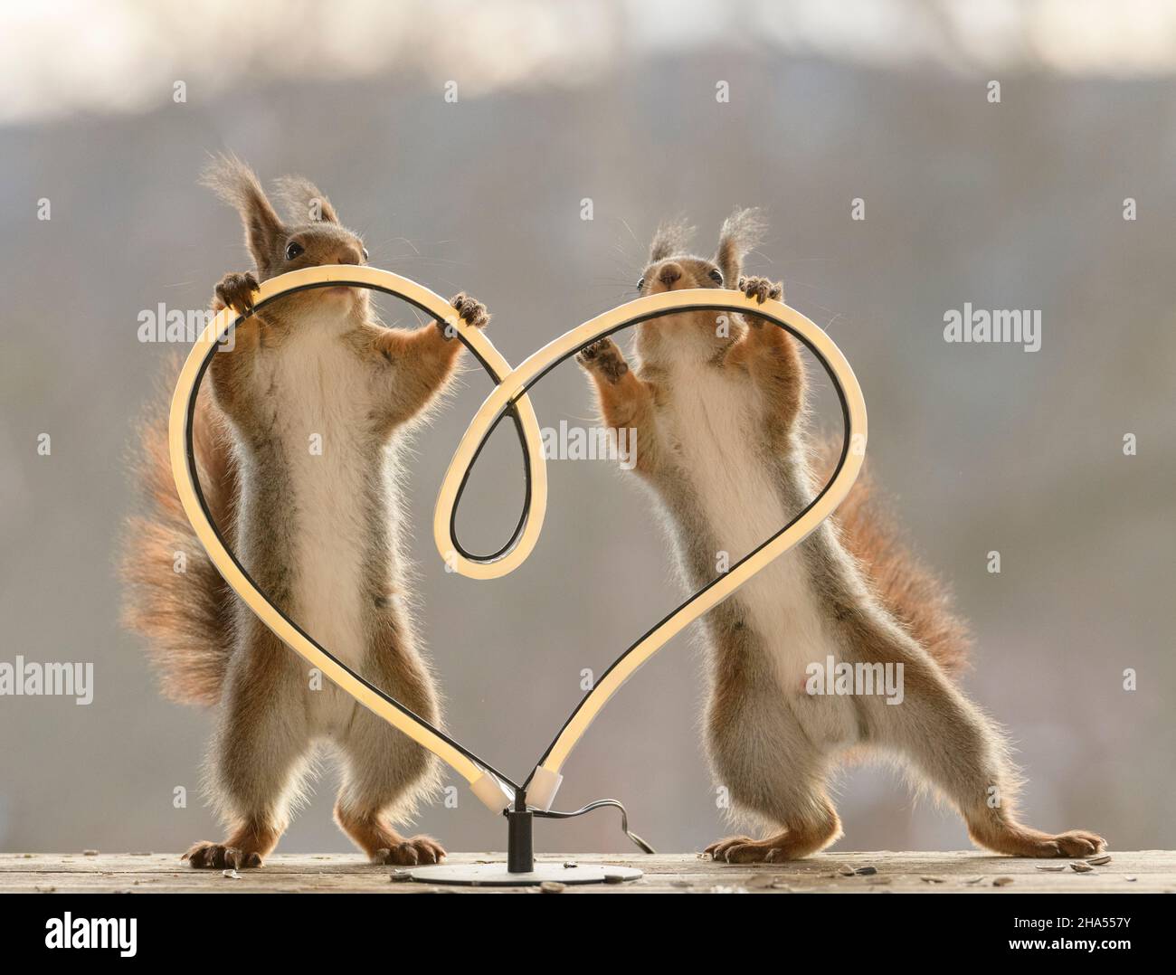 red squirrel are standing behind an heart Stock Photo - Alamy