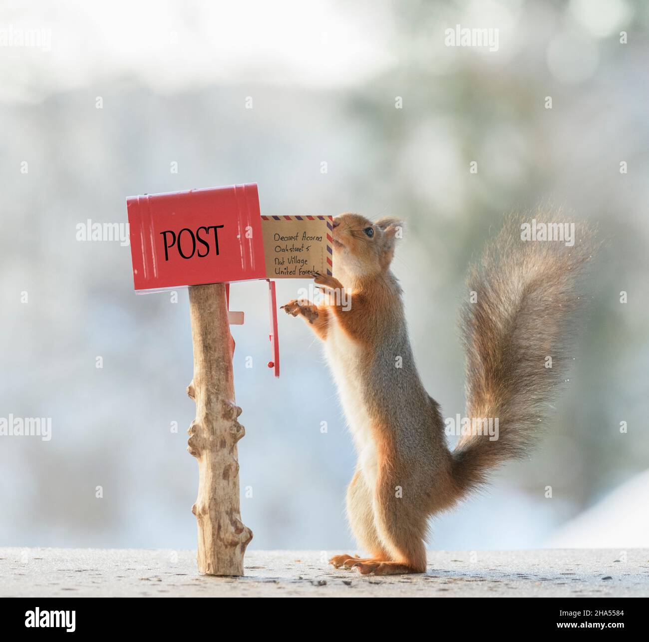 red squirrel is holding a letter with an mailbox Stock Photo - Alamy
