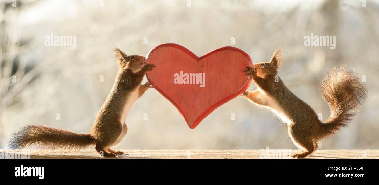 red squirrels are holding a red heart Stock Photo - Alamy