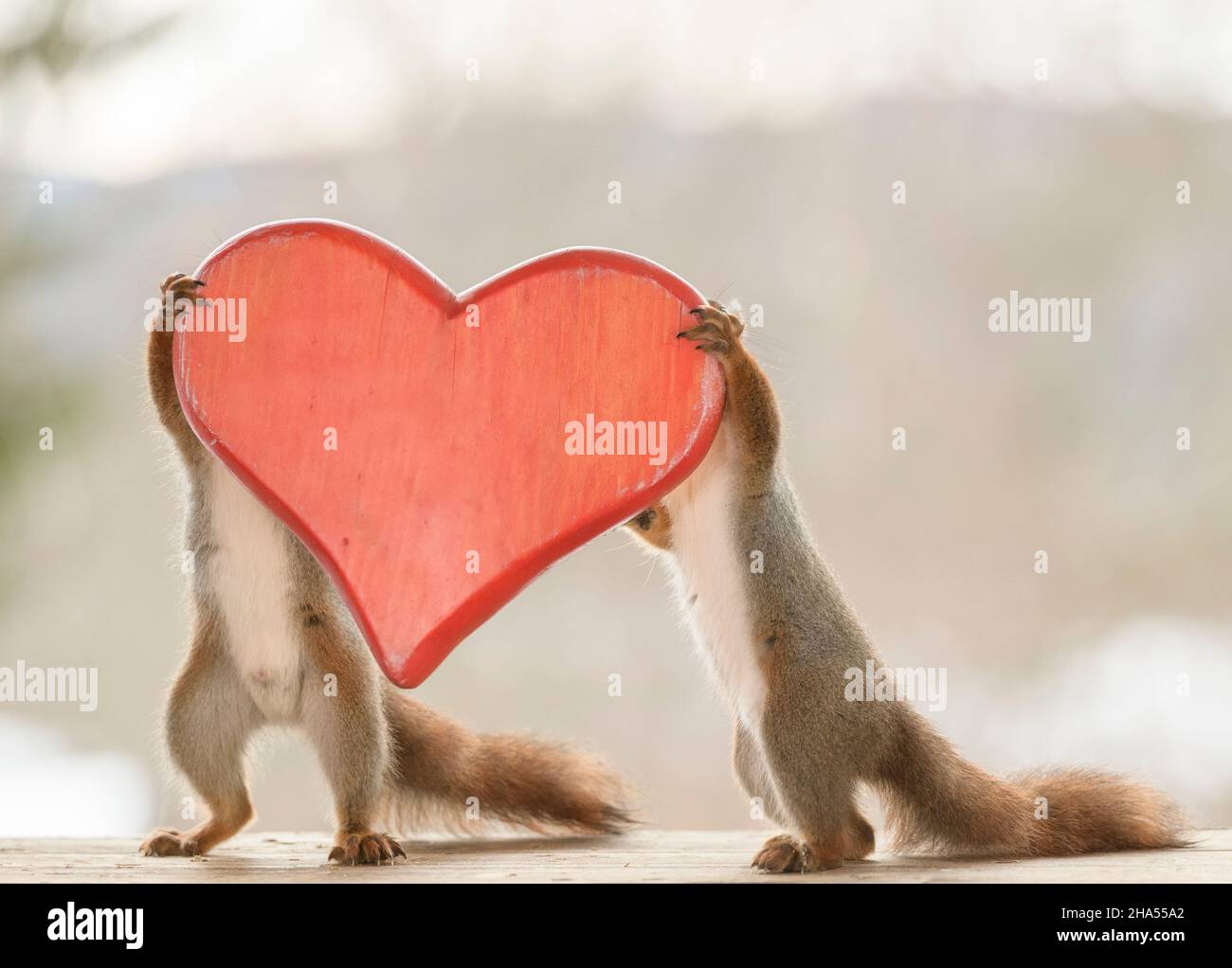Red squirrels are holding an red heart hi-res stock photography and ...