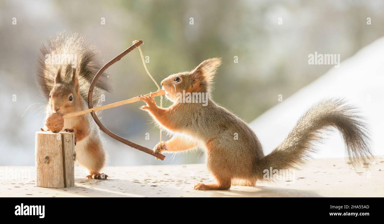 red squirrels are holding a bow with walnut and arrow Stock Photo - Alamy