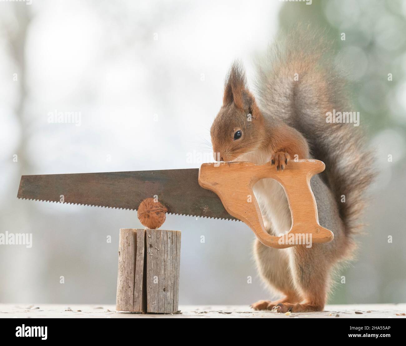 Red squirrel is holding a nutcracker hi-res stock photography and ...
