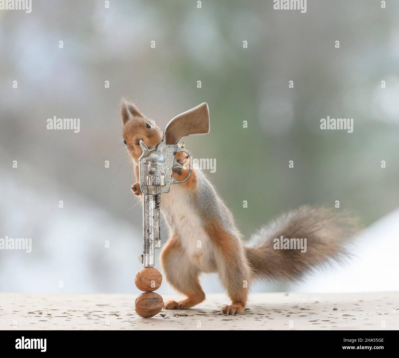 red squirrel is holding a rifle with walnuts Stock Photo - Alamy