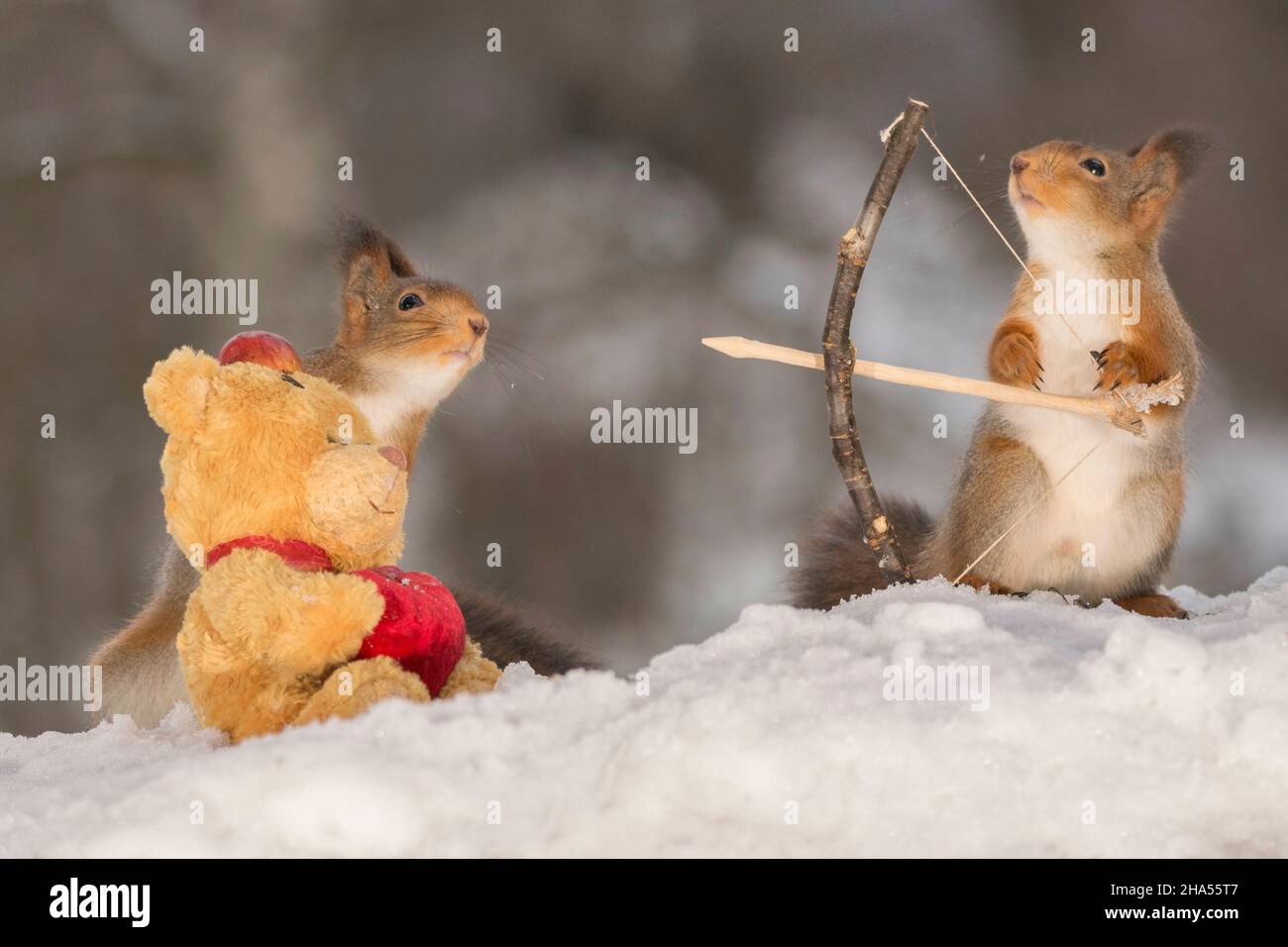 Red squirrel with an bow and arrow hi-res stock photography and images ...