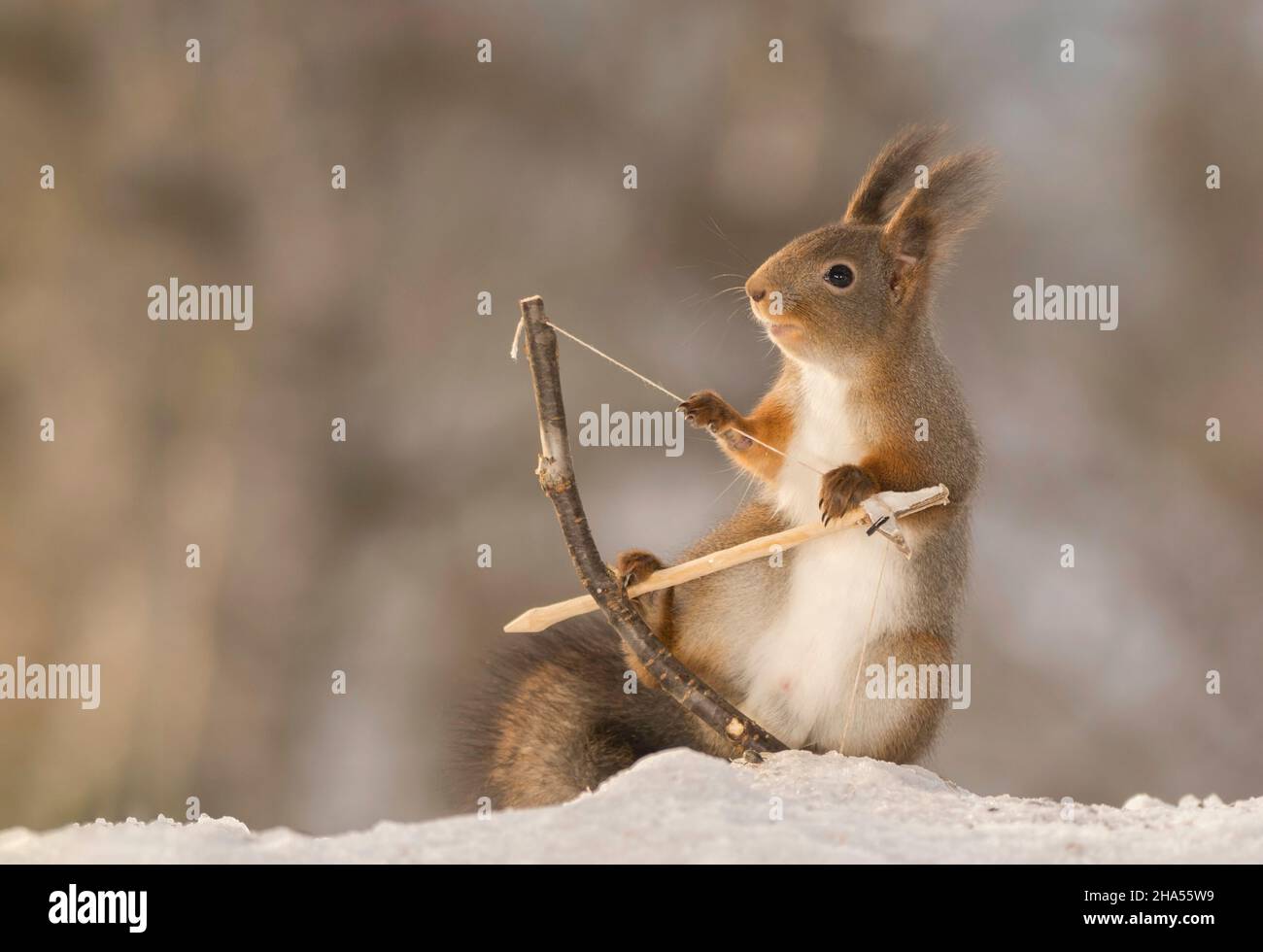Robin hood bow and arrow hi-res stock photography and images - Alamy