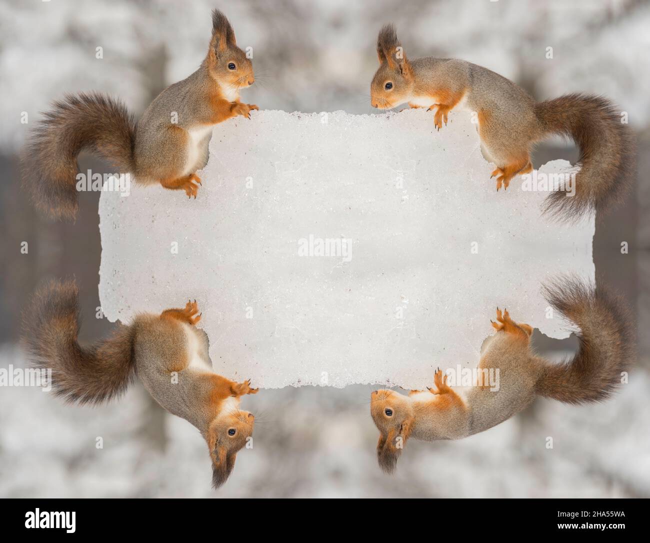 profile and close up of red squirrels around ice in a frame and mirror ...