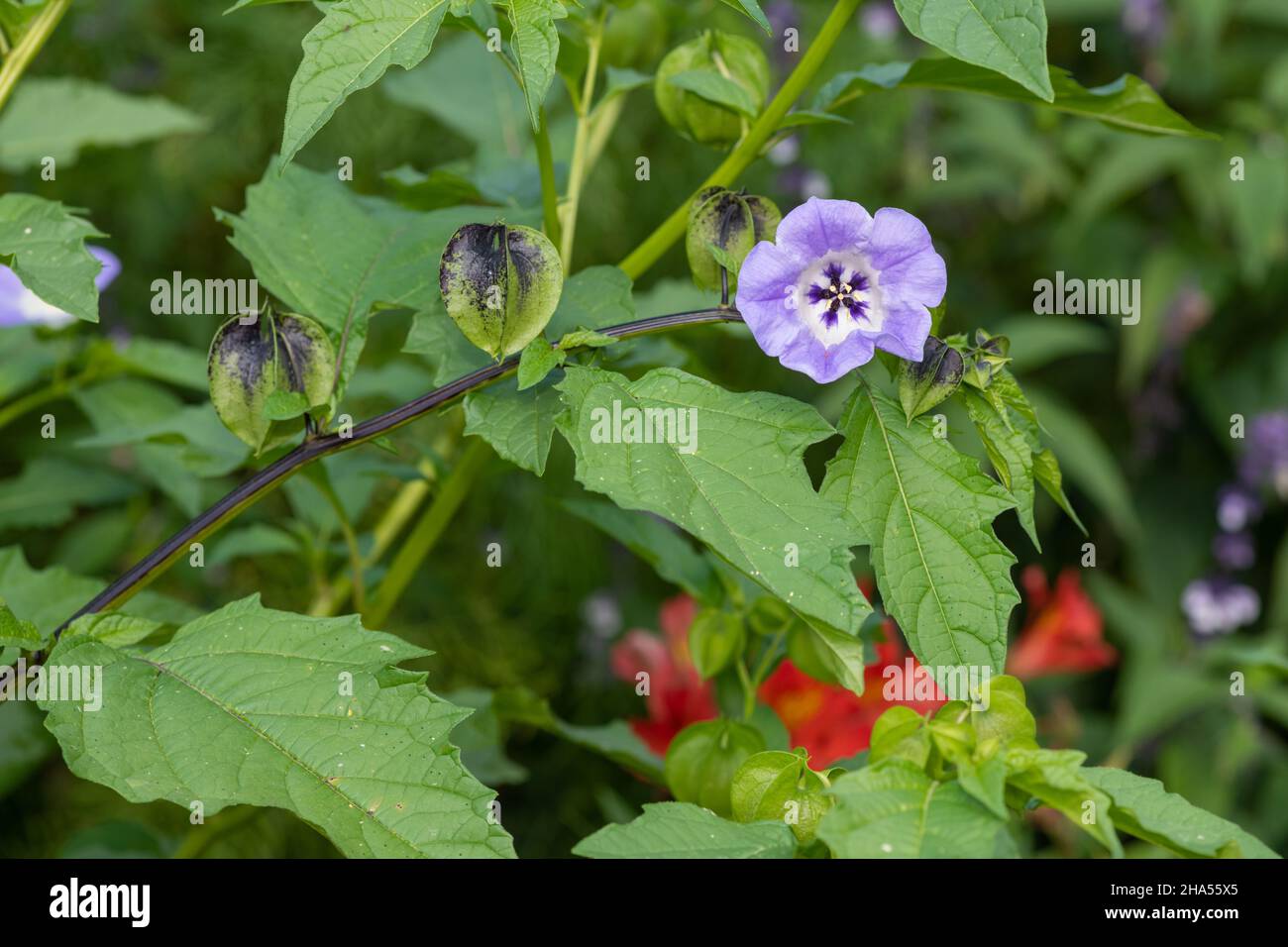 Close up of an apple of Peru (nicandra physalodes) flower in bloom ...