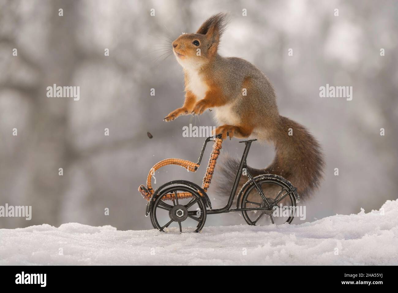 Red branch cycle hi-res stock photography and images - Alamy