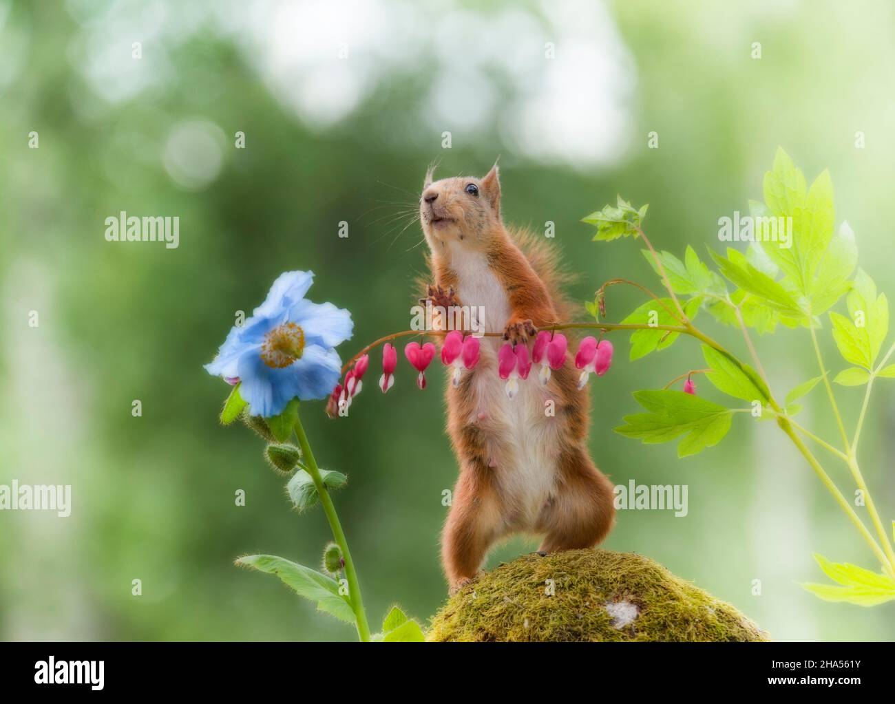 Squirrel holding heart hi-res stock photography and images - Alamy